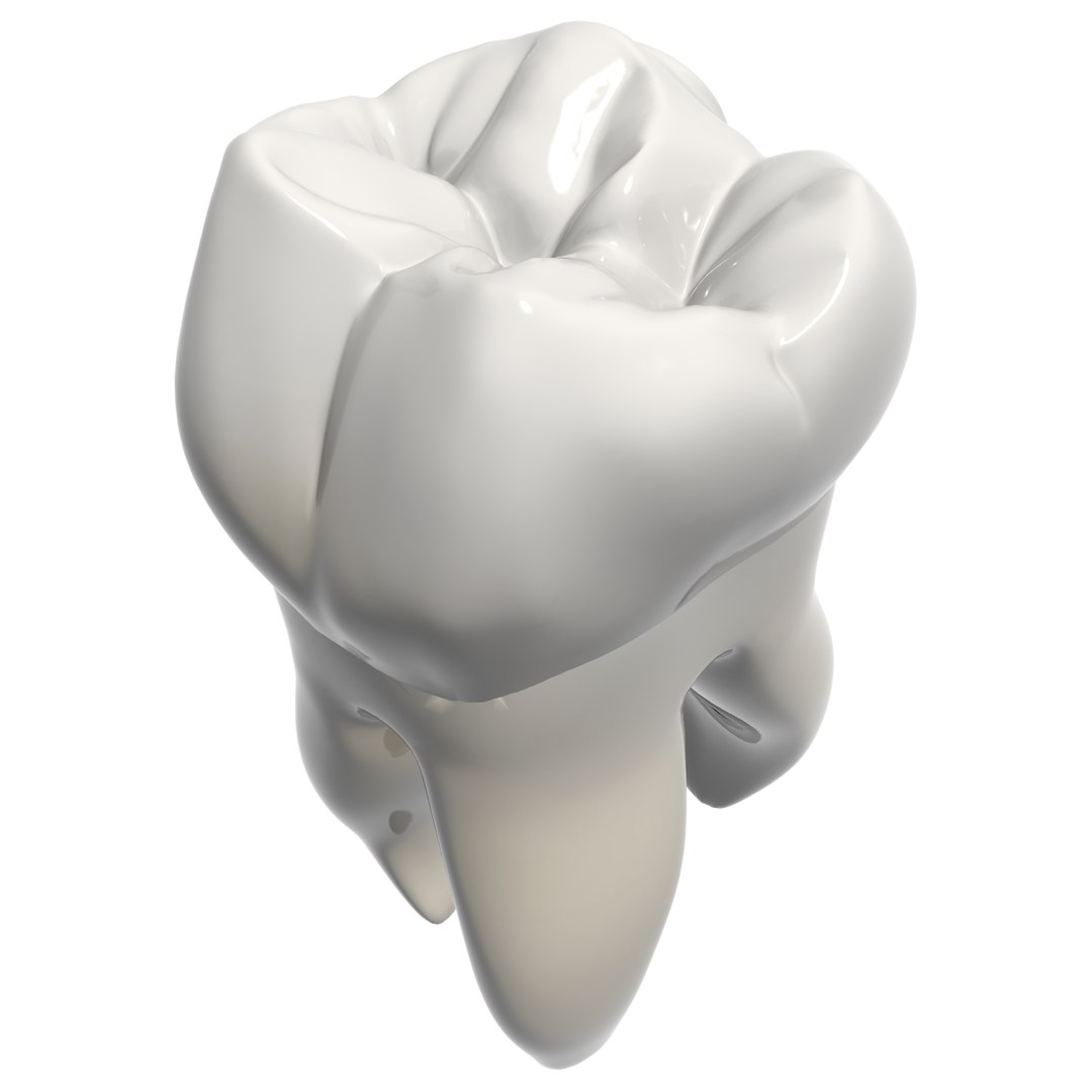 3d Model Of Molar