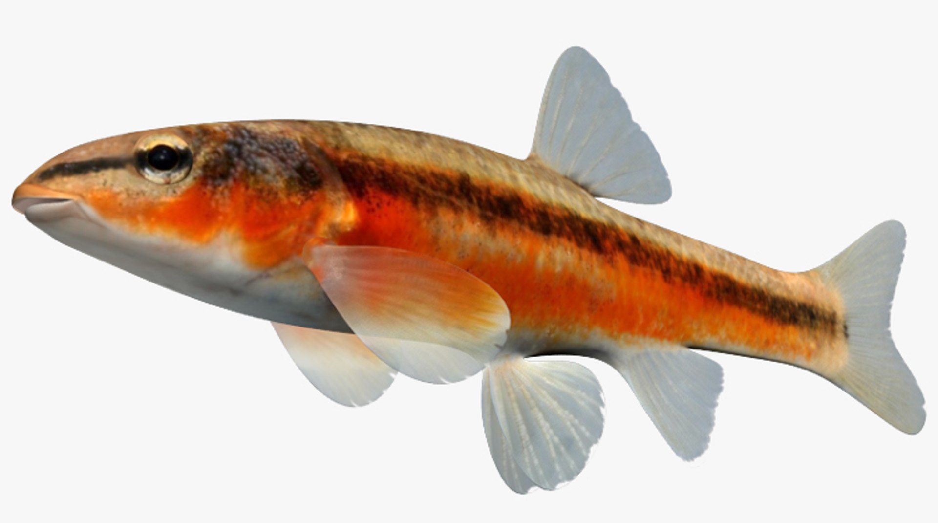 Dace Collection 3D Model - TurboSquid 1816826