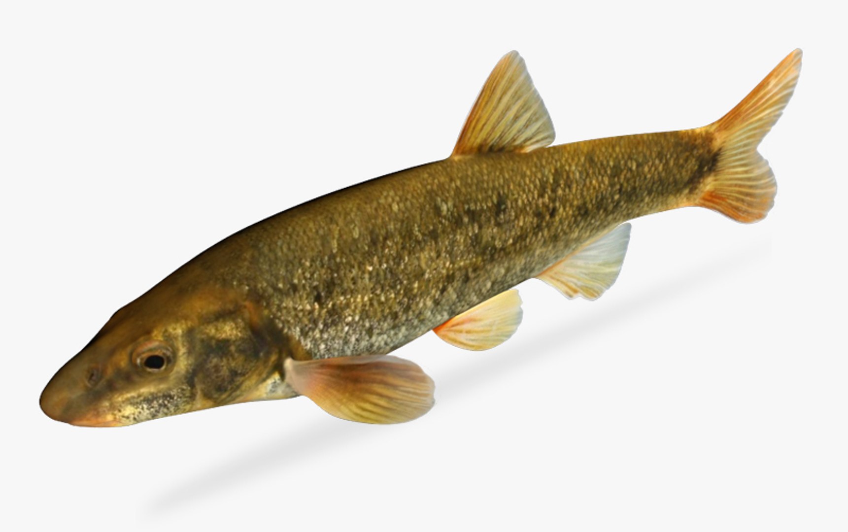 Dace Collection 3D Model - TurboSquid 1816826