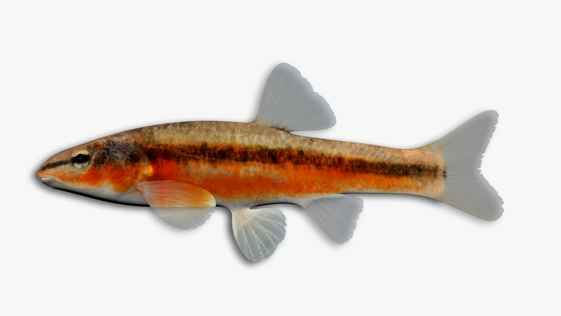 Dace Collection 3D Model - TurboSquid 1816826