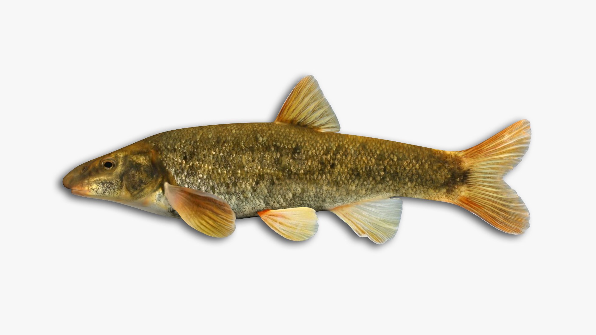 Dace Collection 3D Model - TurboSquid 1816826