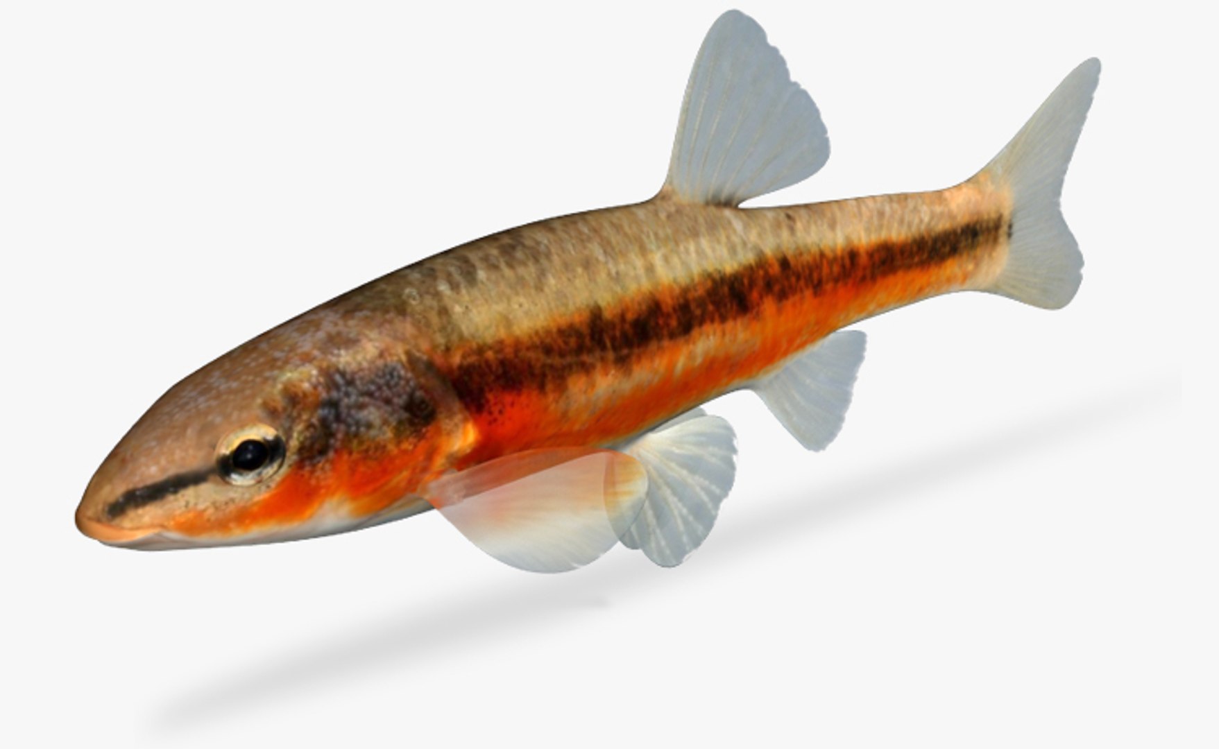 Dace Collection 3D Model - TurboSquid 1816826