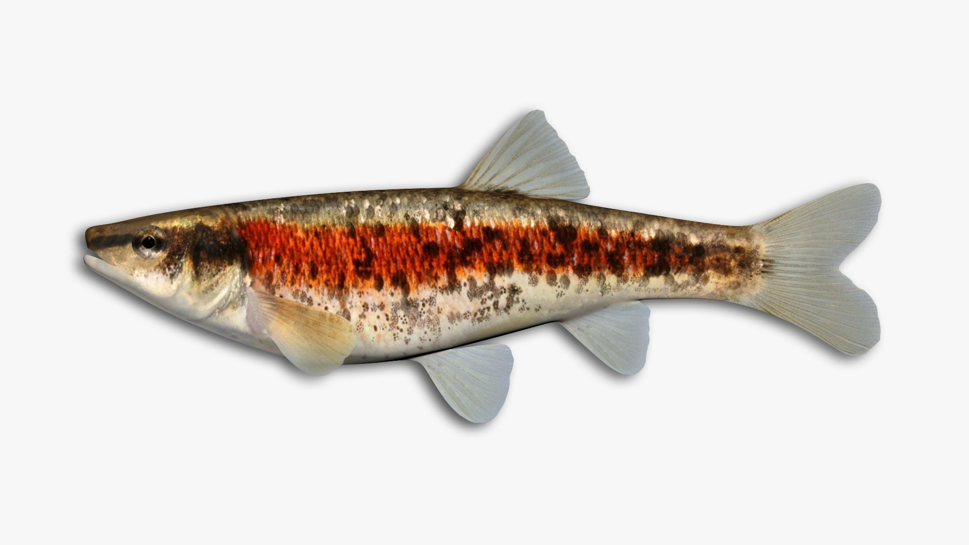 Dace Collection 3D Model - TurboSquid 1816826