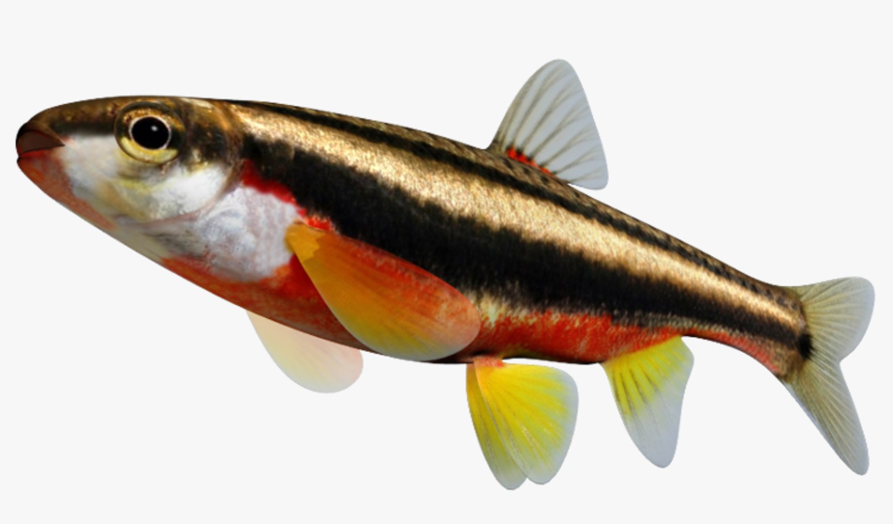 Dace Collection 3D Model - TurboSquid 1816826