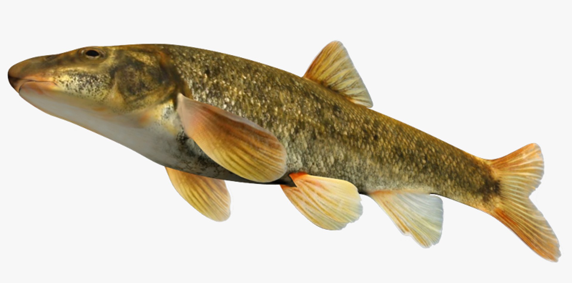 Dace Collection 3D Model - TurboSquid 1816826