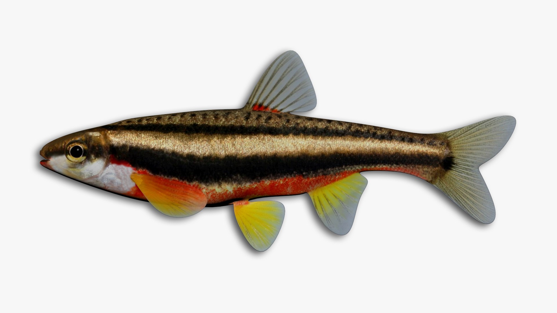 Dace Collection 3D Model - TurboSquid 1816826