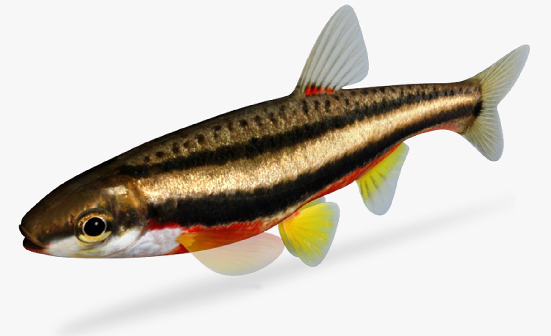 Dace Collection 3D Model - TurboSquid 1816826