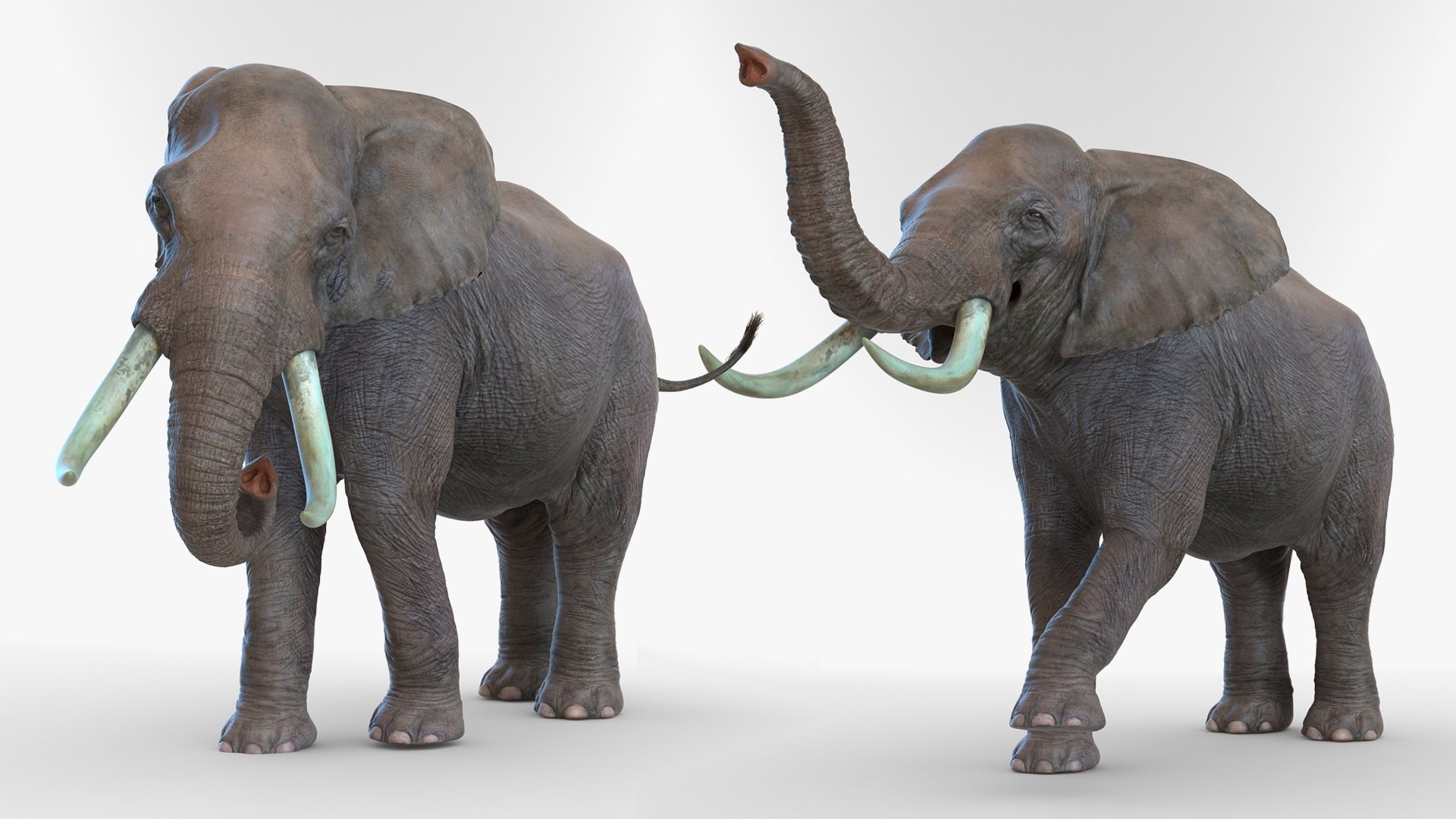 3D African Elephant Walking Animal Model - TurboSquid 1451500