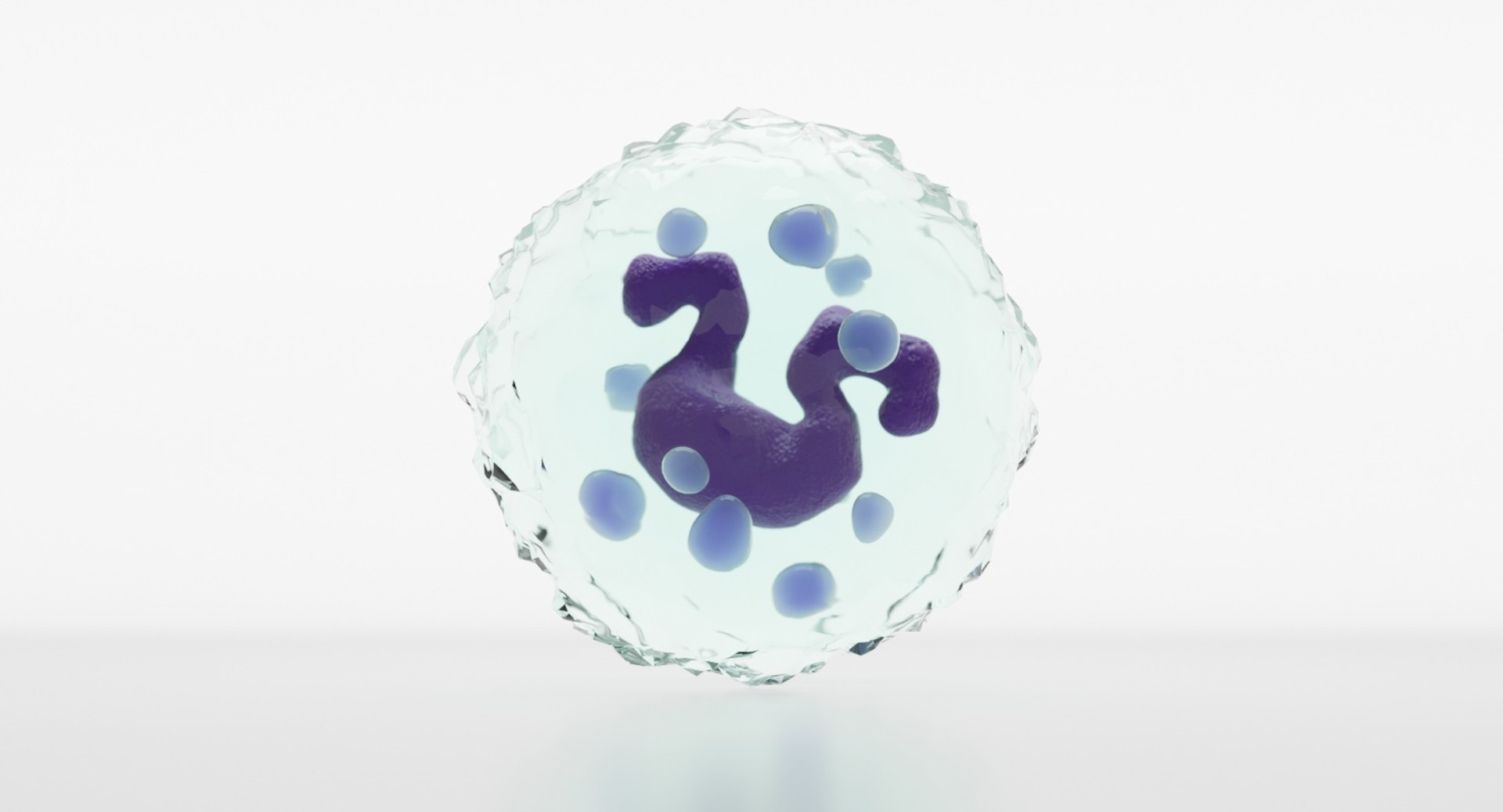 3D Model Basophil - TurboSquid 1317390