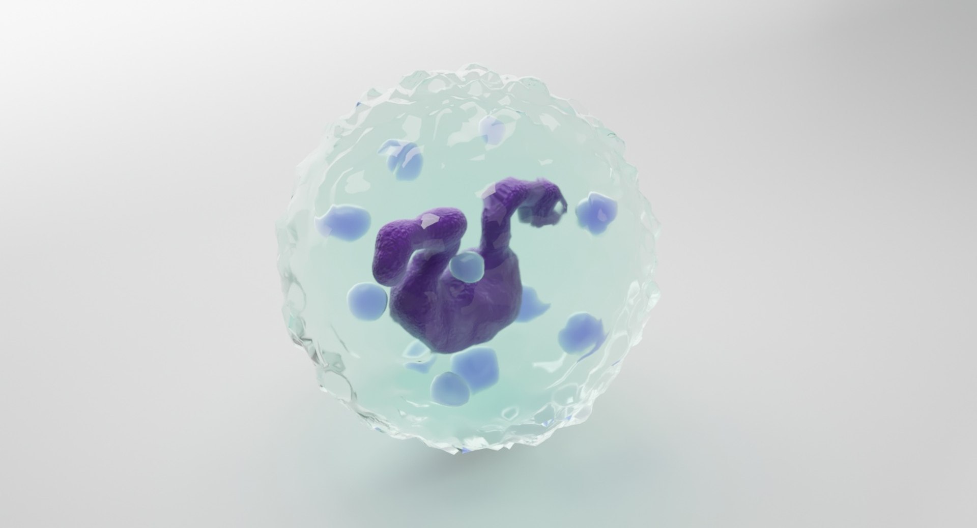 3D Model Basophil - TurboSquid 1317390