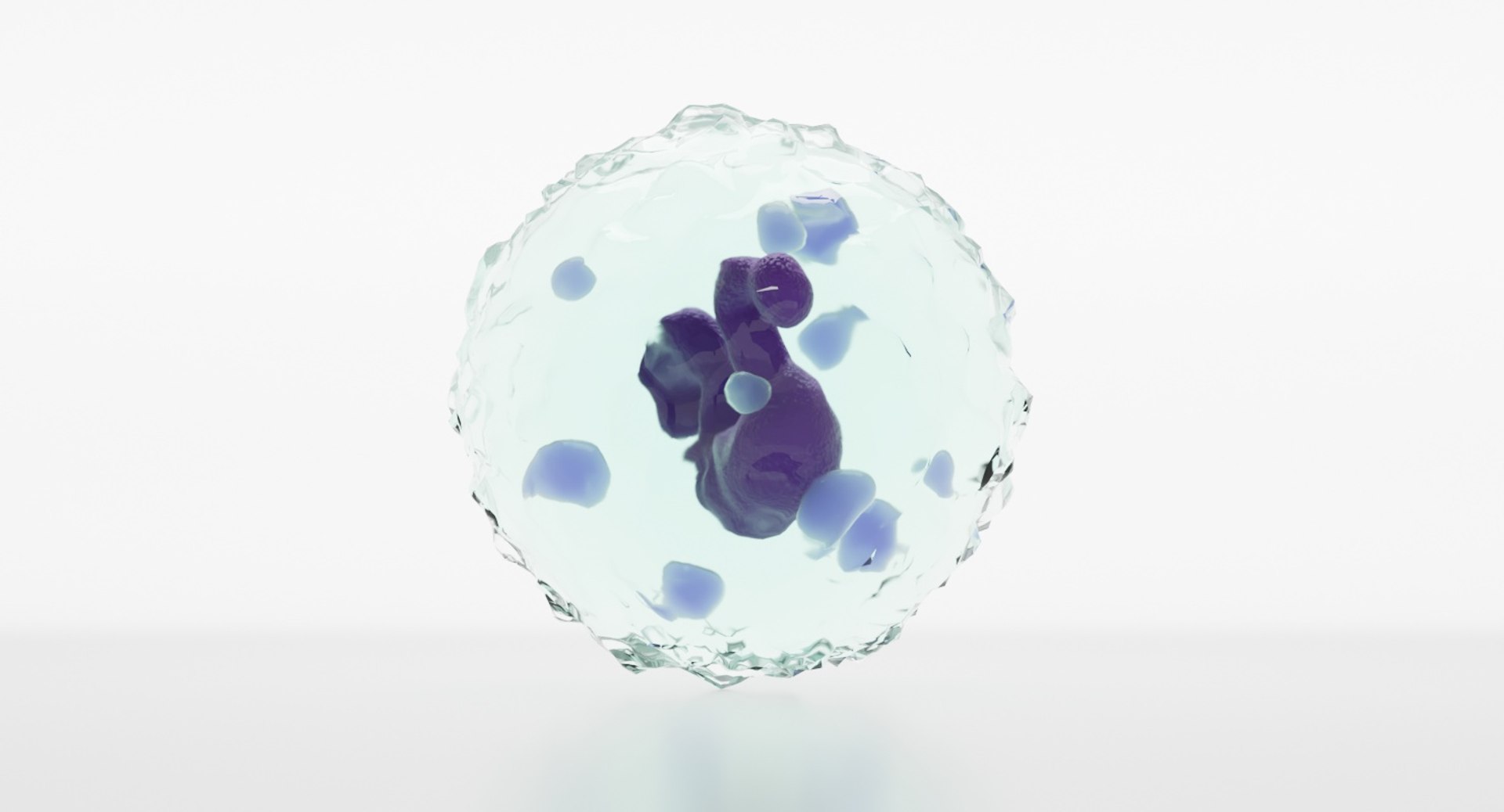 3D Model Basophil - TurboSquid 1317390