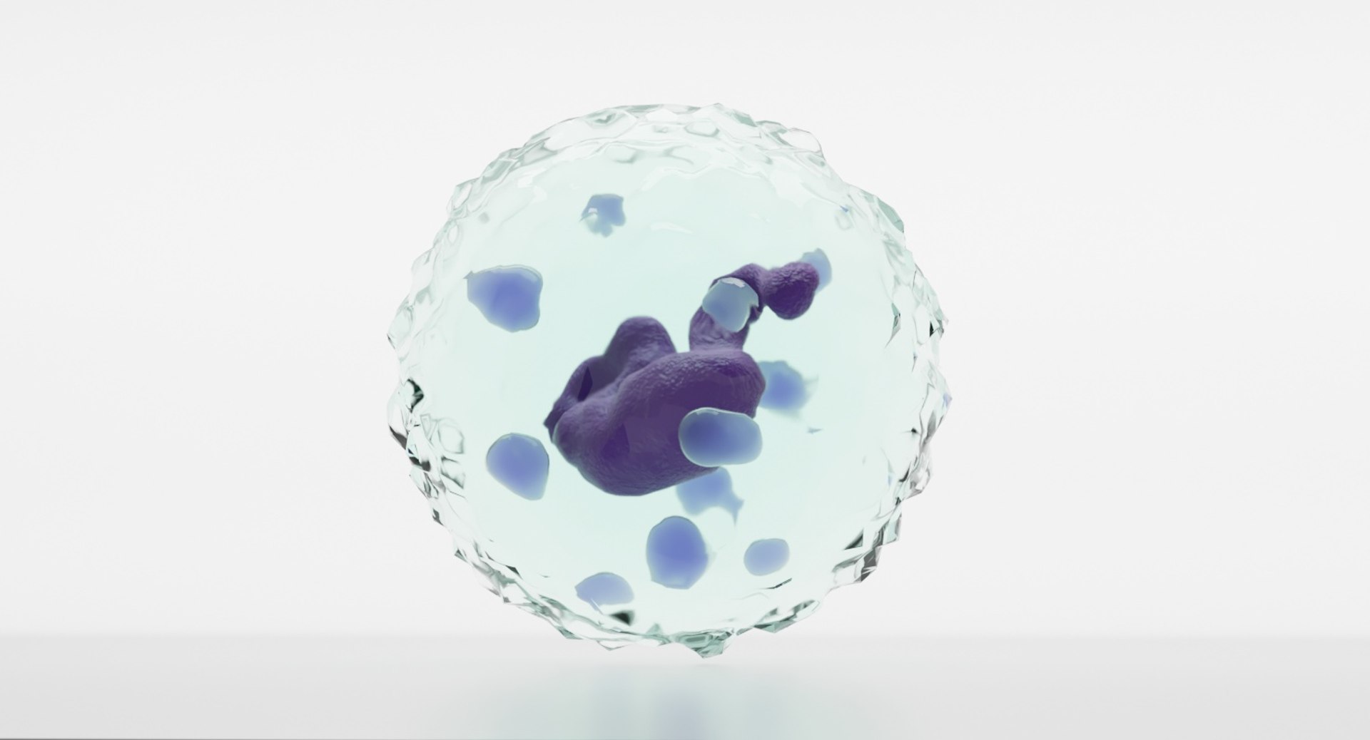 3D Model Basophil - TurboSquid 1317390