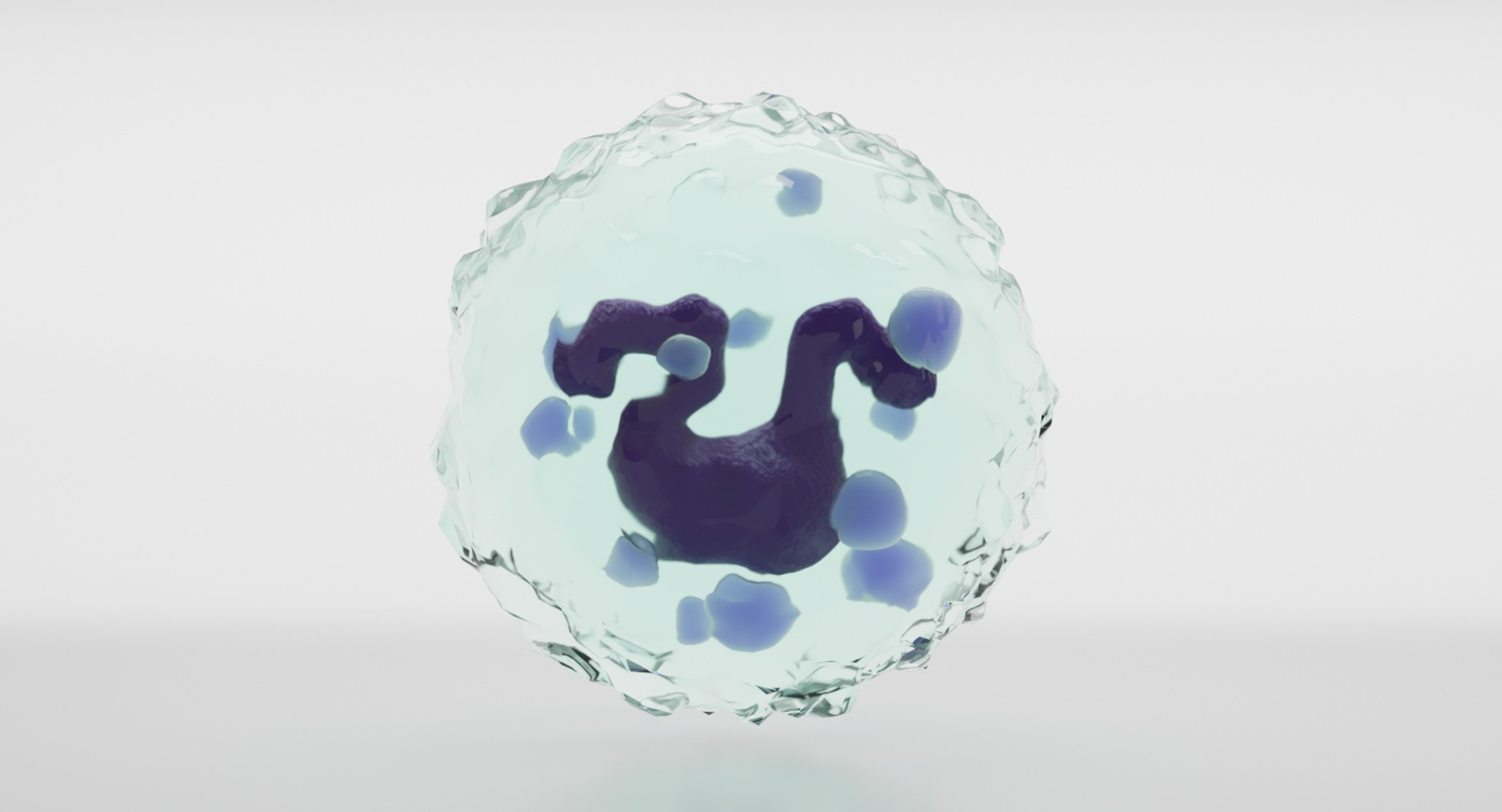 3D Model Basophil - TurboSquid 1317390