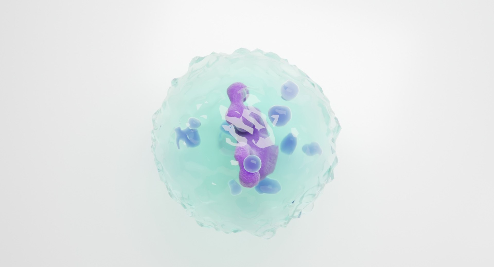 3D Model Basophil - TurboSquid 1317390