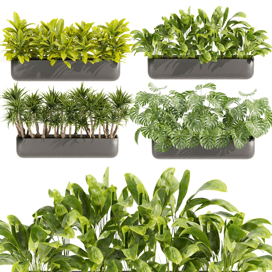 3D Collection plant vol 424 - indoor - peace lily - Croton - monstera - palm - 3dmax - cinema 4d ...