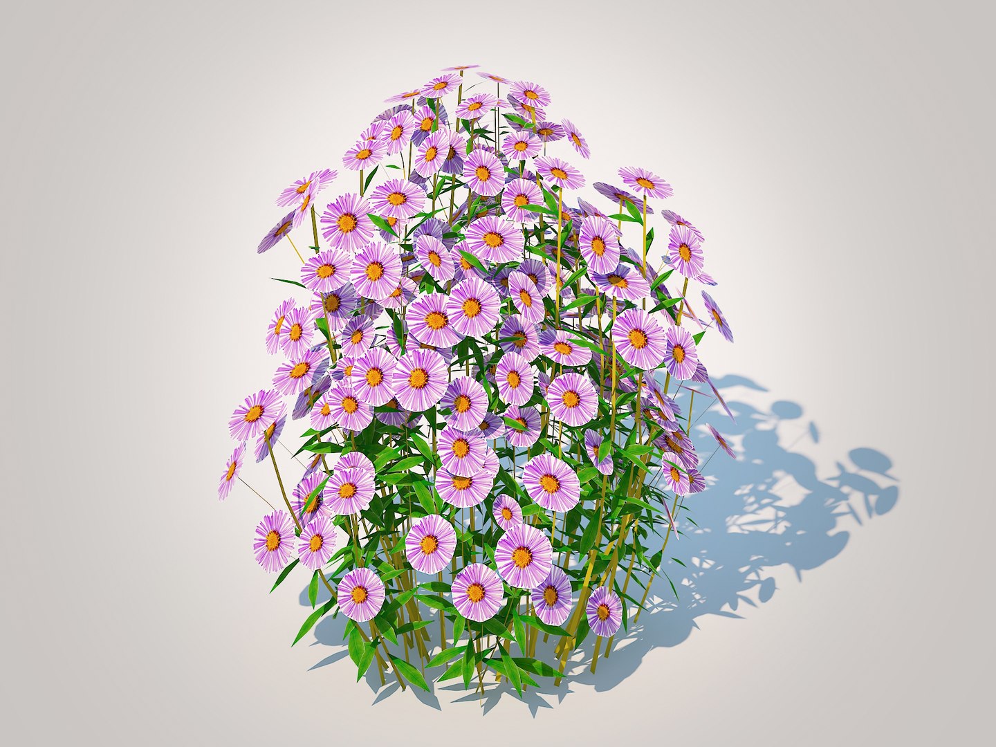 3D Aster Novae-angliae - New England Aster - Mauve Model - TurboSquid ...