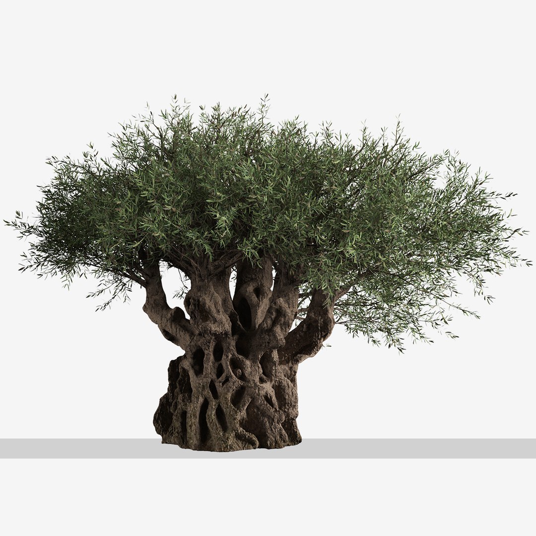 modelo 3d Set of Olive Trees Olea europaea - 2 Trees - TurboSquid 2000671