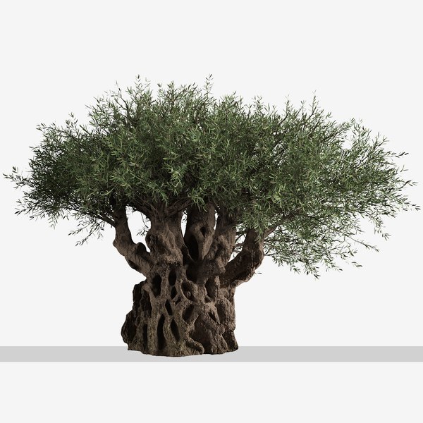 Set of Olive Trees Olea europaea - 2 Trees3D模型 - TurboSquid 2000671