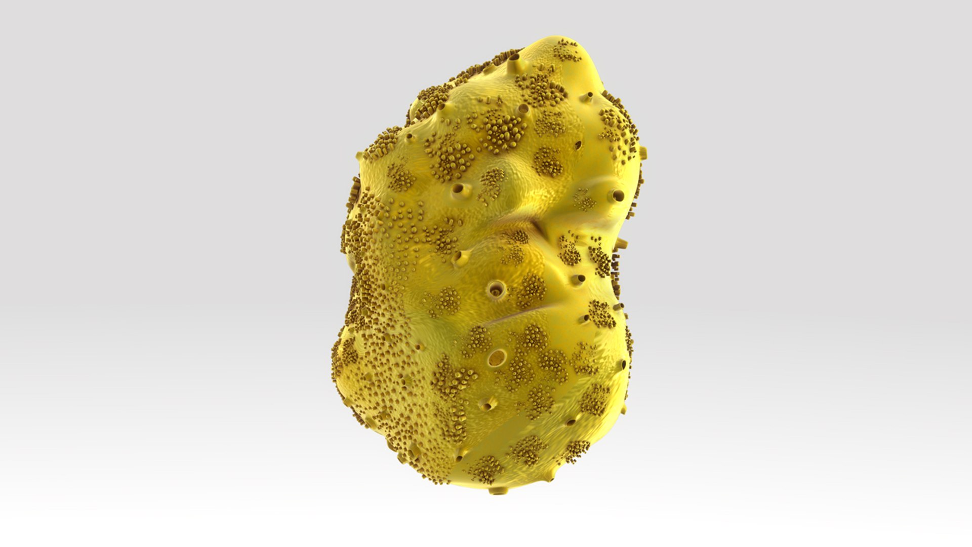 3d cliona model