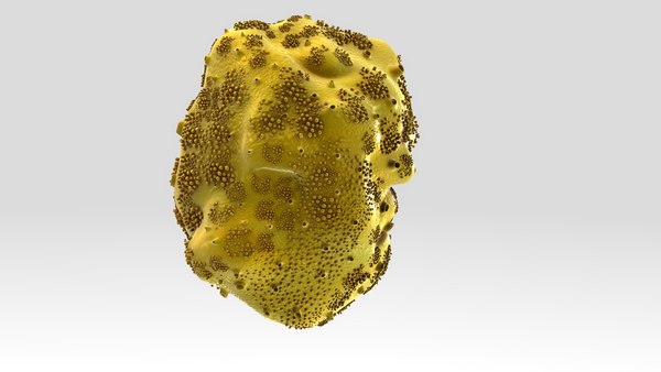 3d cliona model