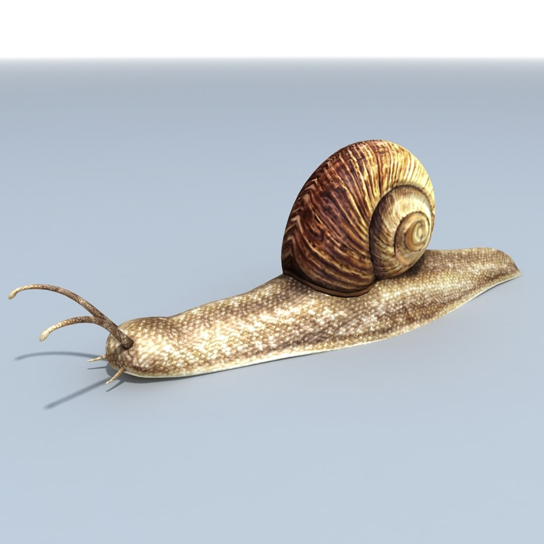snail 3d model