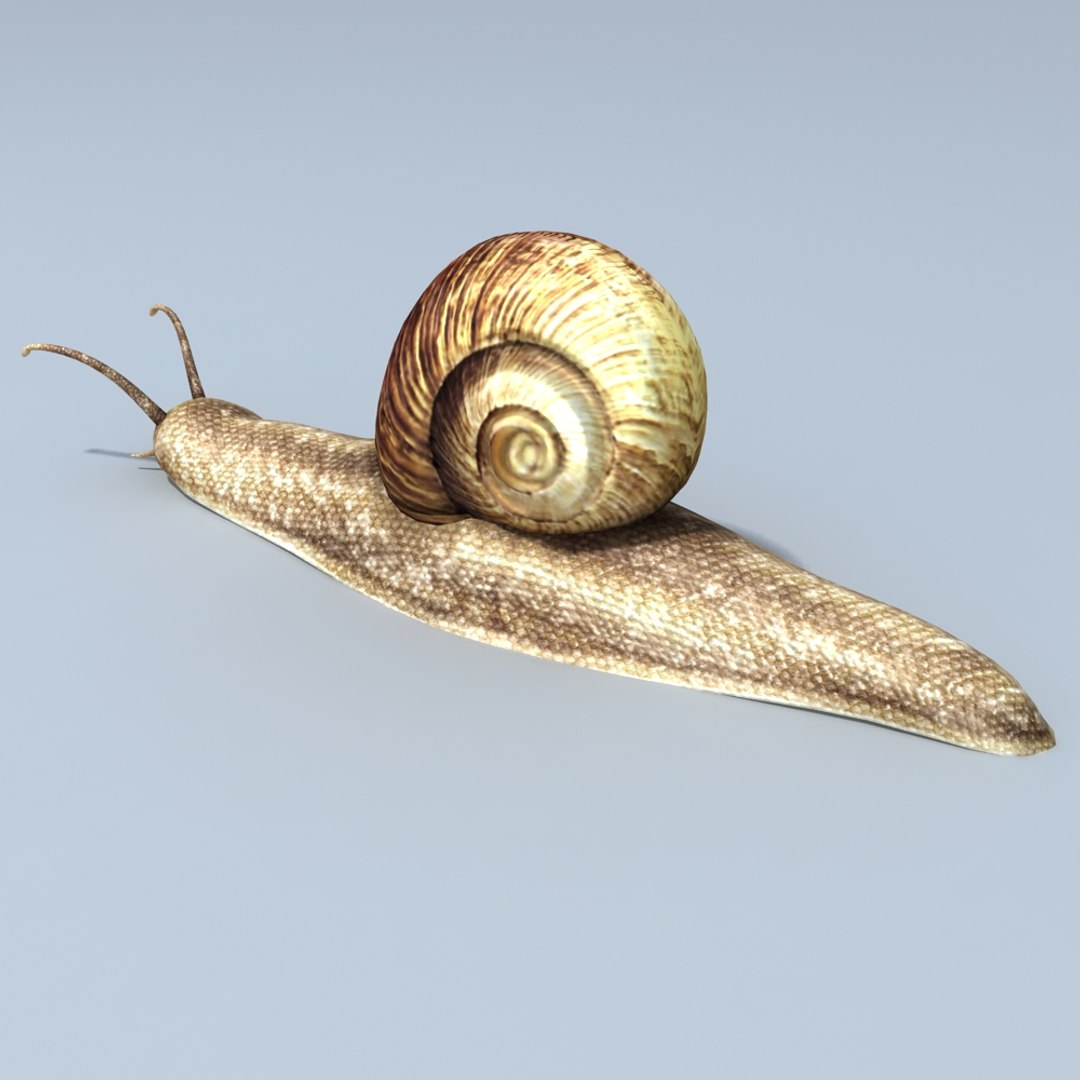 snail 3d model
