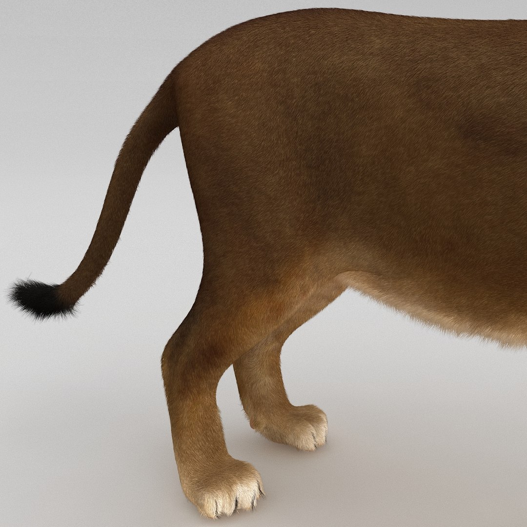 3d lioness rigged fur
