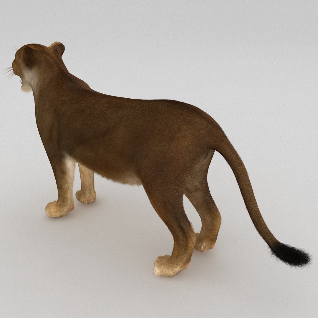3d lioness rigged fur