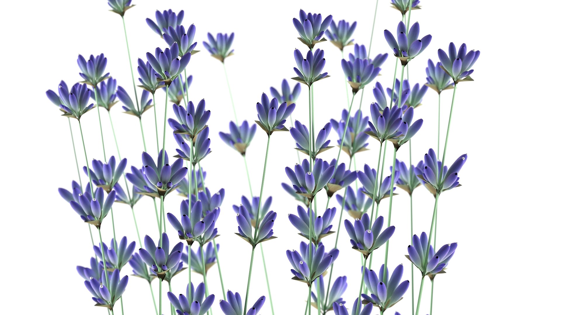 3D Model Lavender Bouquet - TurboSquid 2088653