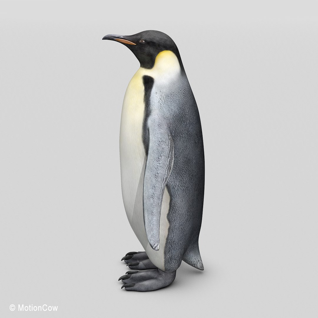 3d Emperor Penguin Model