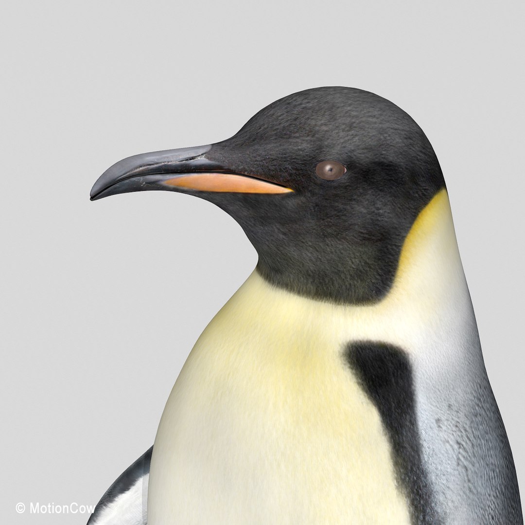 3d Emperor Penguin Model