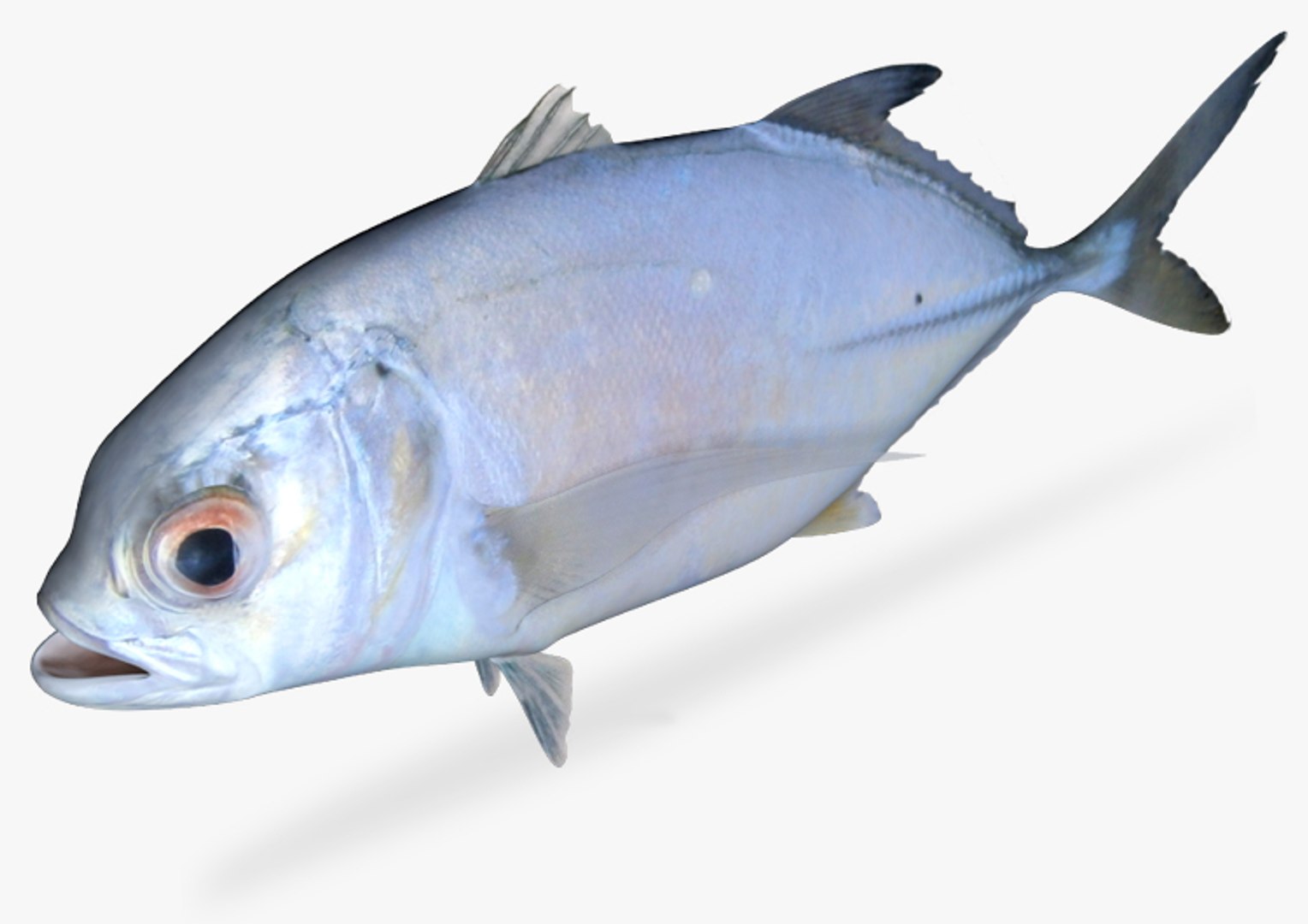 Trevally Collection 3D Model - TurboSquid 1813950