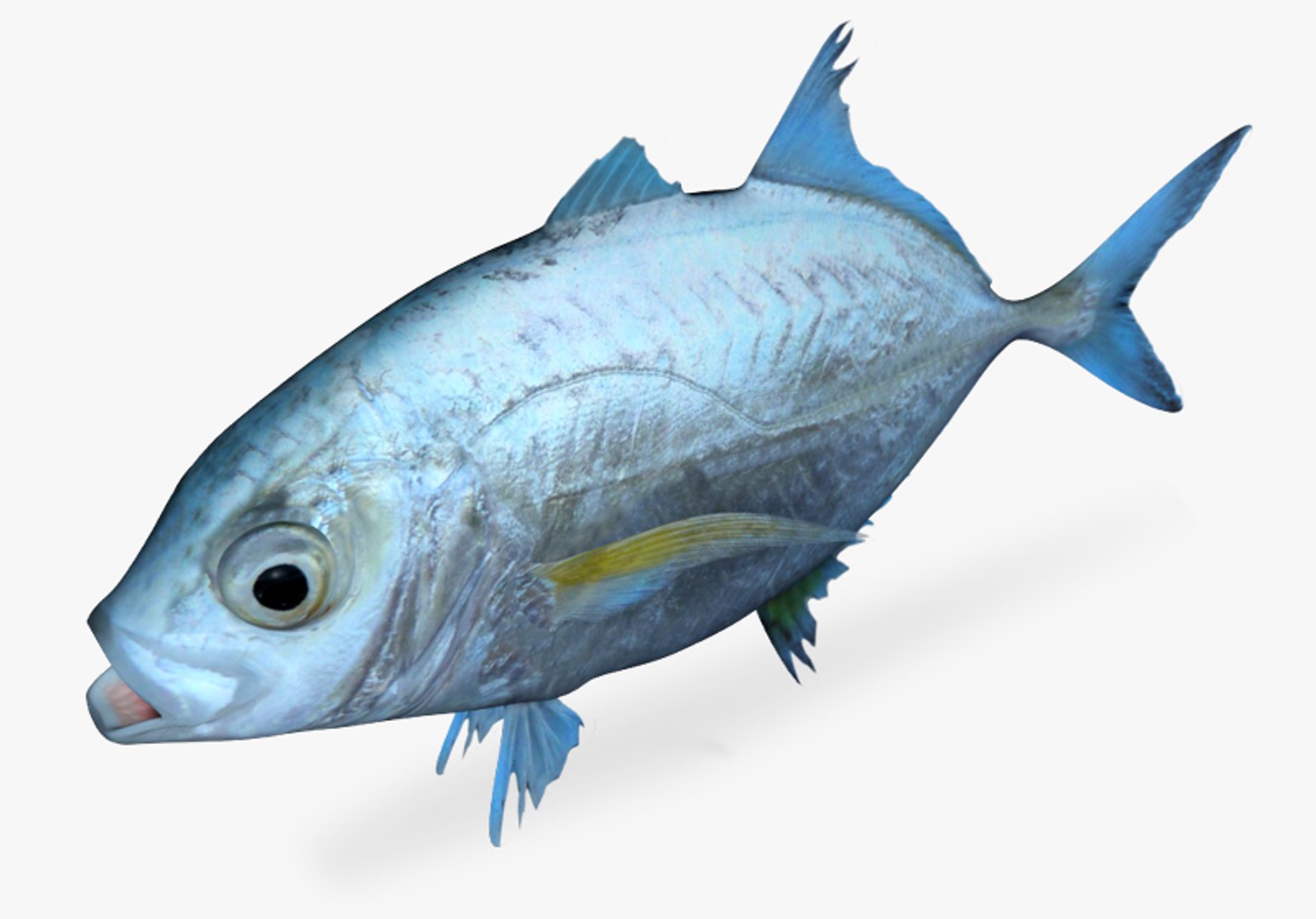 Trevally Collection 3D Model - TurboSquid 1813950