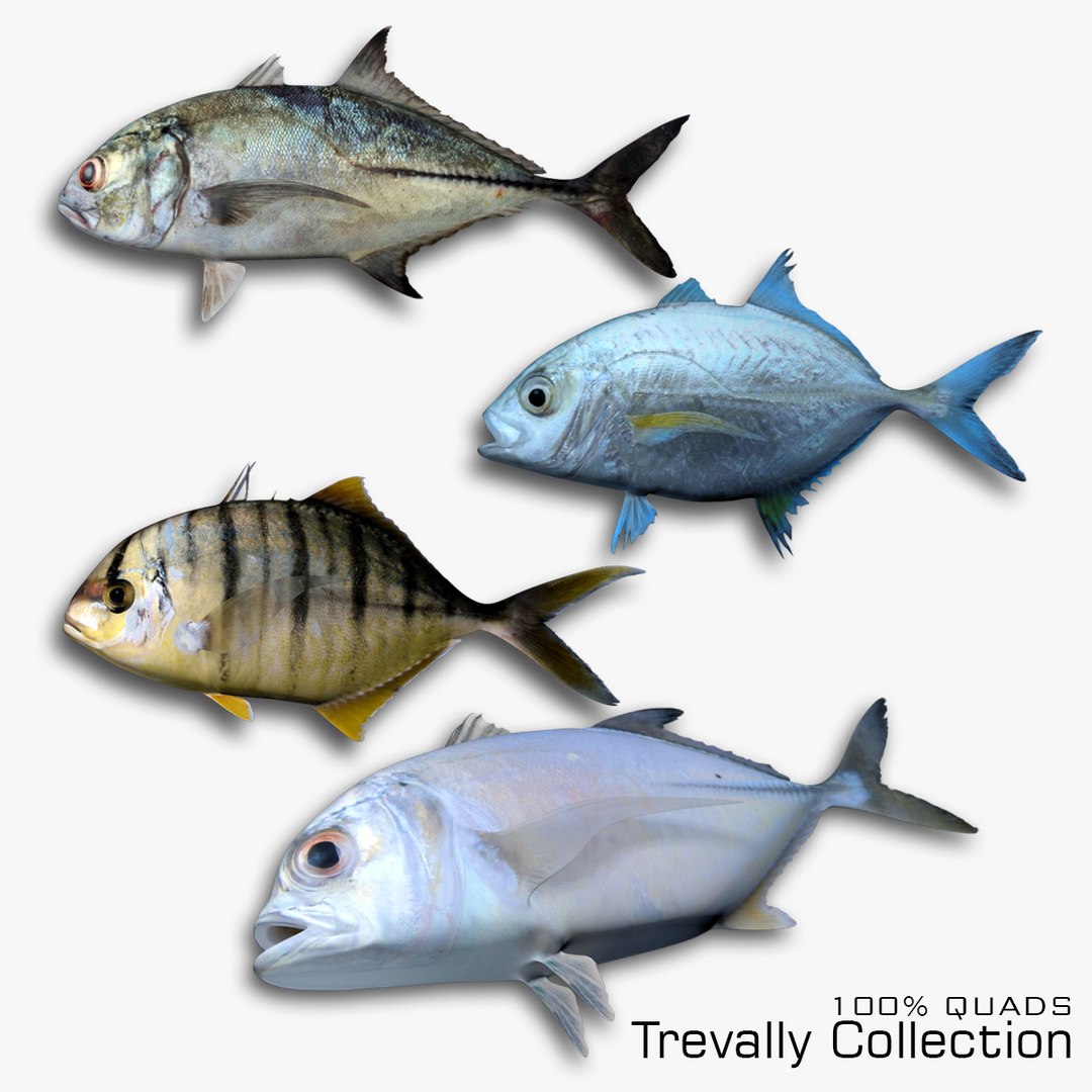 Trevally Collection 3D Model - TurboSquid 1813950