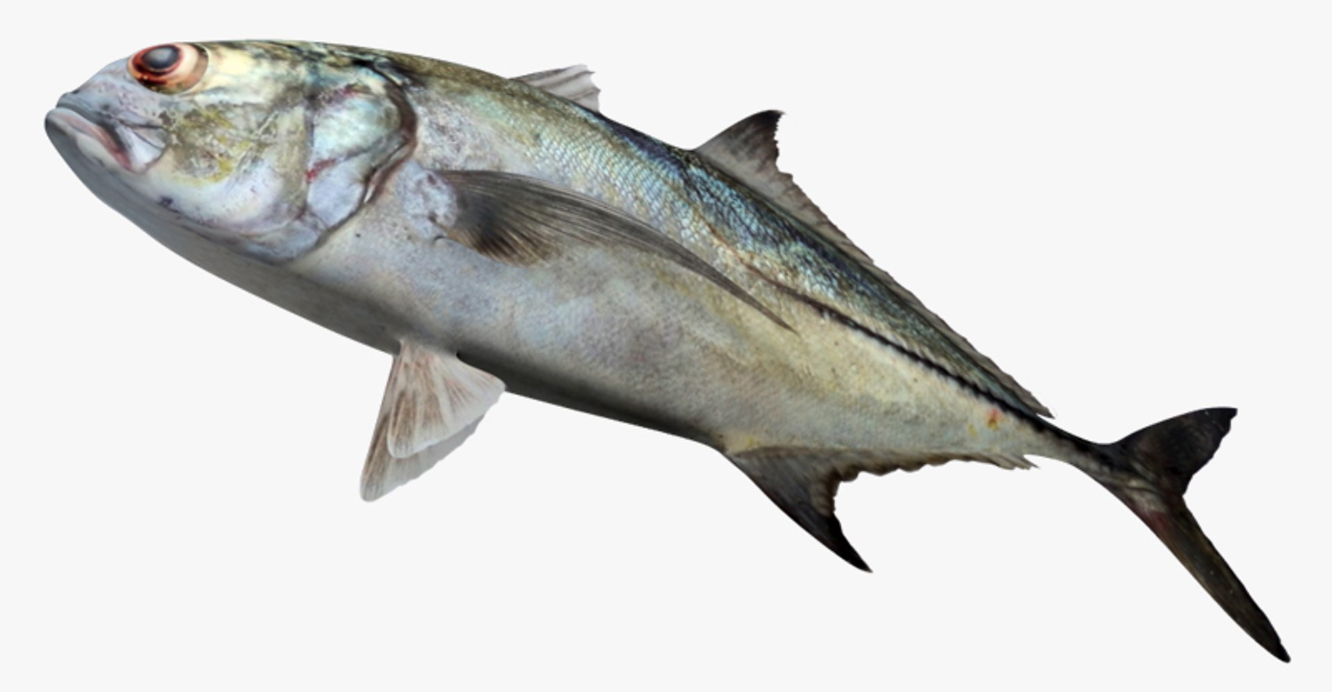Trevally Collection 3D Model - TurboSquid 1813950