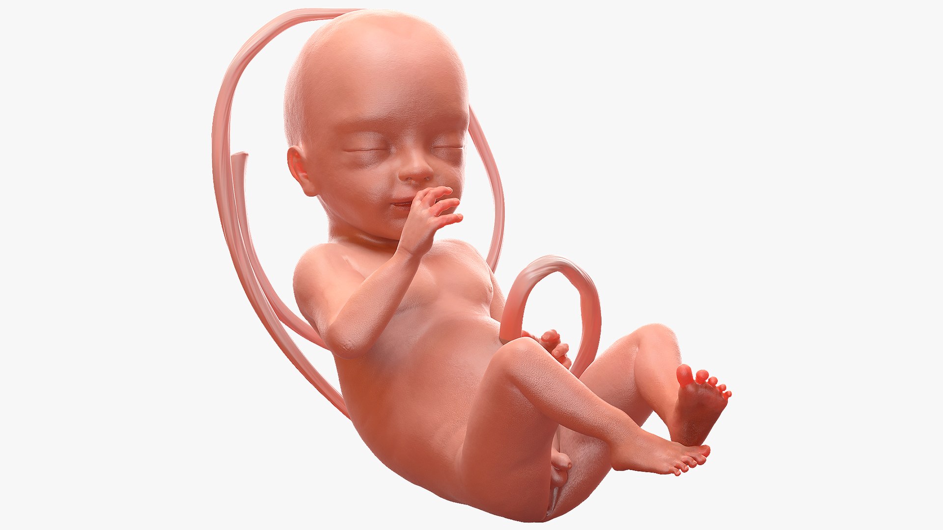 3D second trimester human embryos model - TurboSquid 1691496