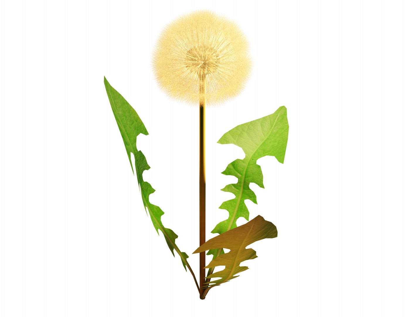 3D dandelion model - TurboSquid 1716801