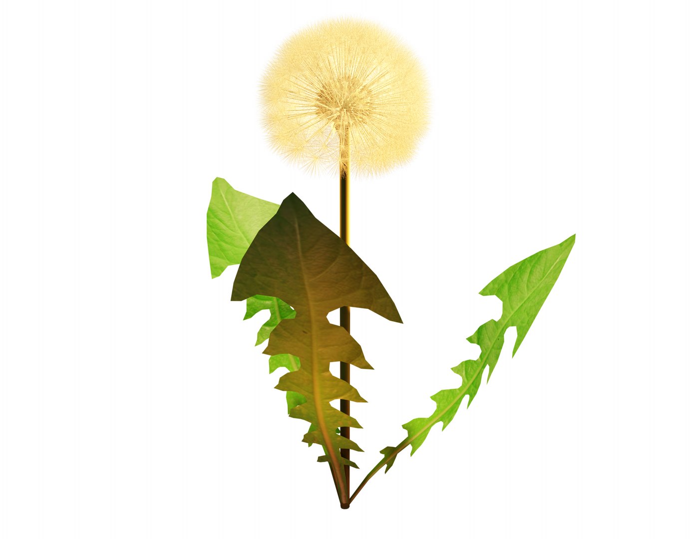 3D dandelion model - TurboSquid 1716801