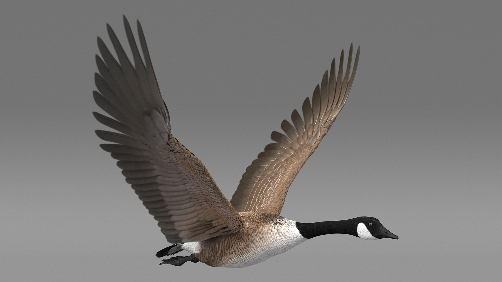 North American Goose Flying Pose 3D Model - TurboSquid 2113219