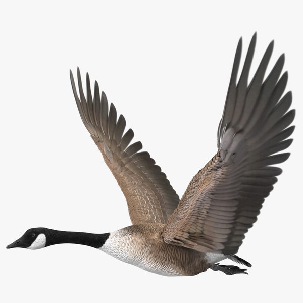 modelo 3d Postura de vuelo del ganso norteamericano - TurboSquid 2113219
