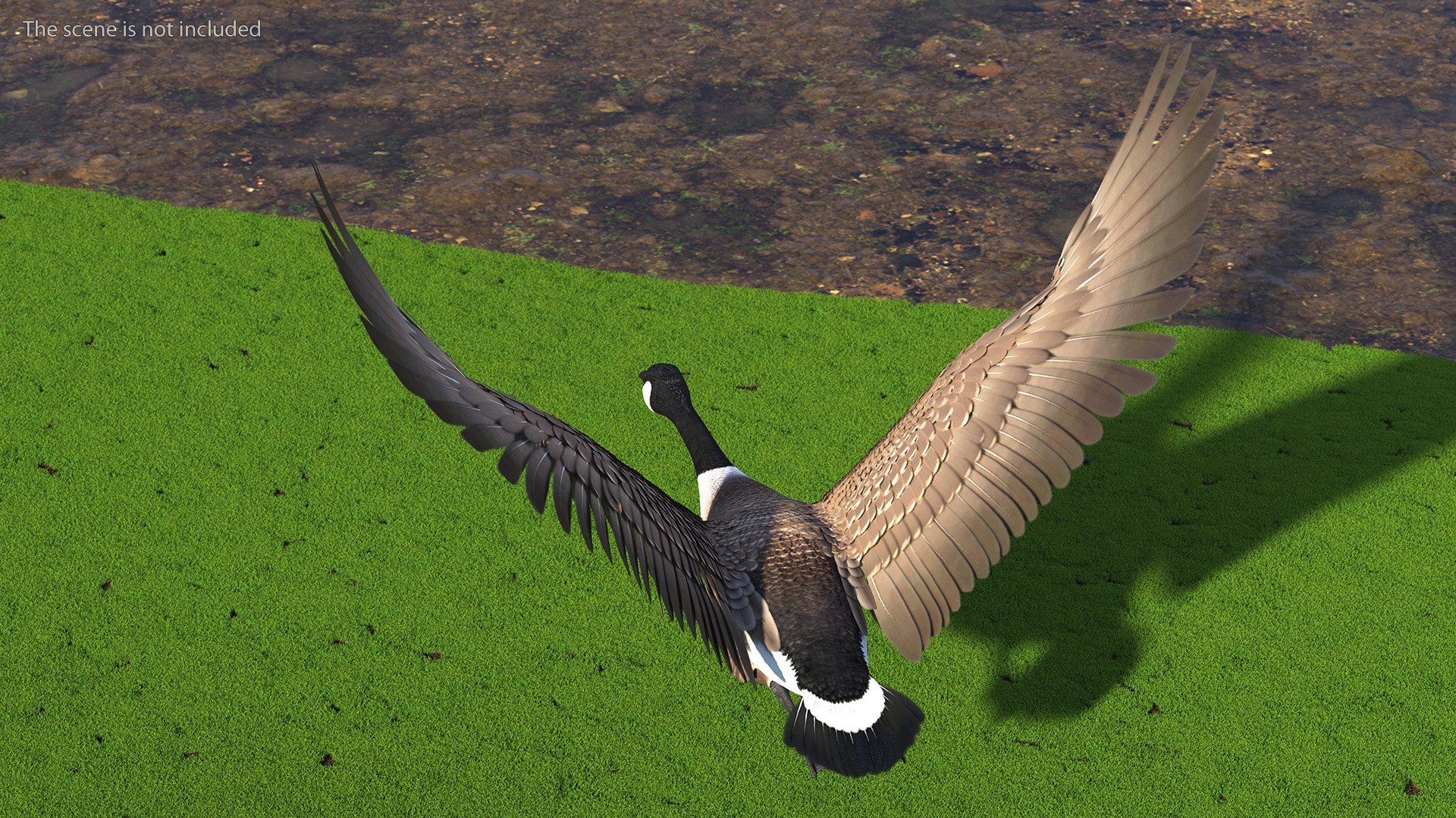 North American Goose Flying Pose 3D Model - TurboSquid 2113219