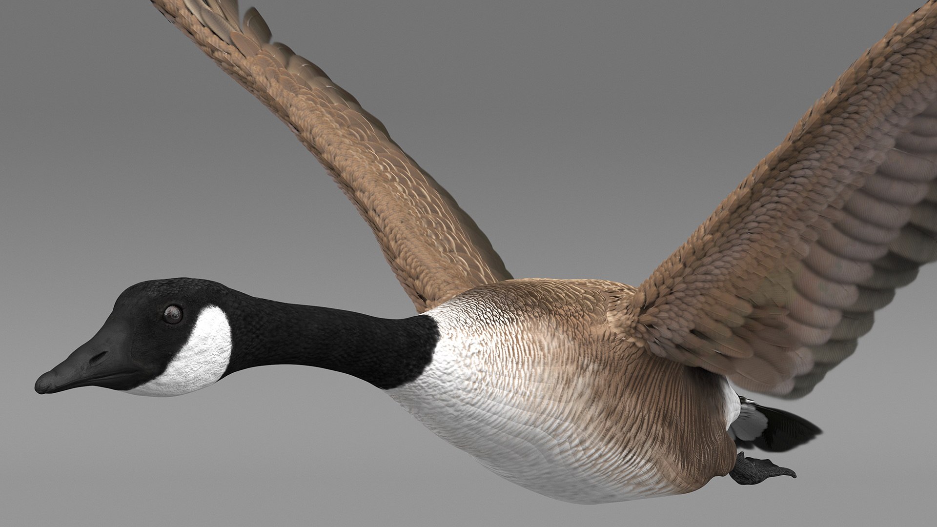 North American Goose Flying Pose 3D Model - TurboSquid 2113219