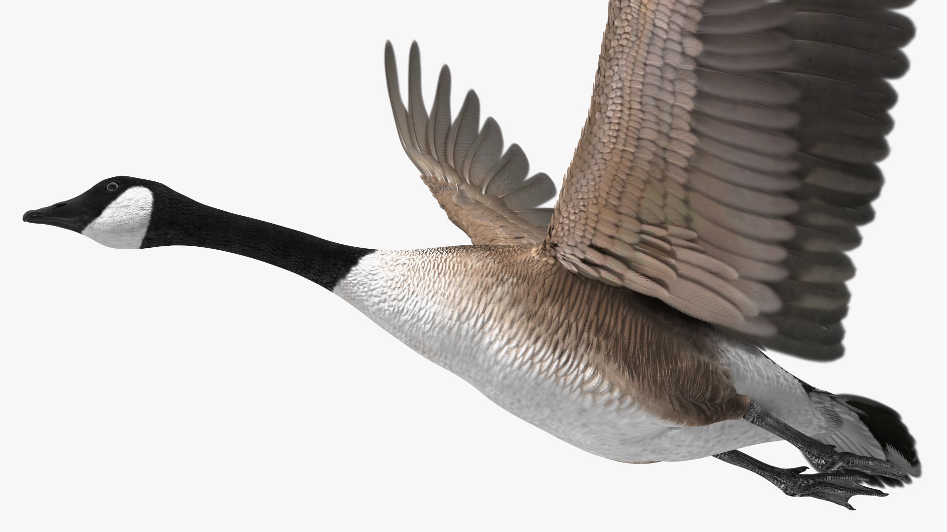 North American Goose Flying Pose 3D Model - TurboSquid 2113219