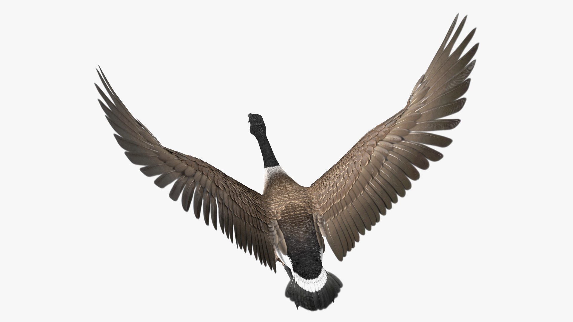 North American Goose Flying Pose 3D Model - TurboSquid 2113219
