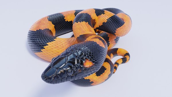 modelo 3d Bismarck Ringed Python - Static Poses - TurboSquid 2020535