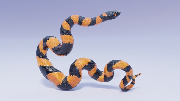 modelo 3d Bismarck Ringed Python - Static Poses - TurboSquid 2020535