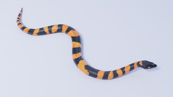 modelo 3d Bismarck Ringed Python - Static Poses - TurboSquid 2020535