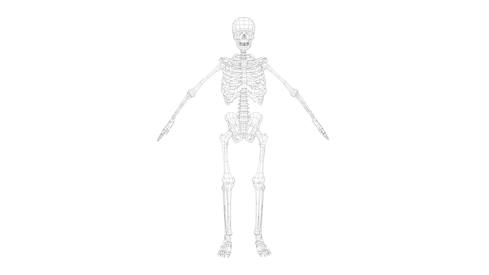 3D Human Skeleton Anatomy - TurboSquid 1746244