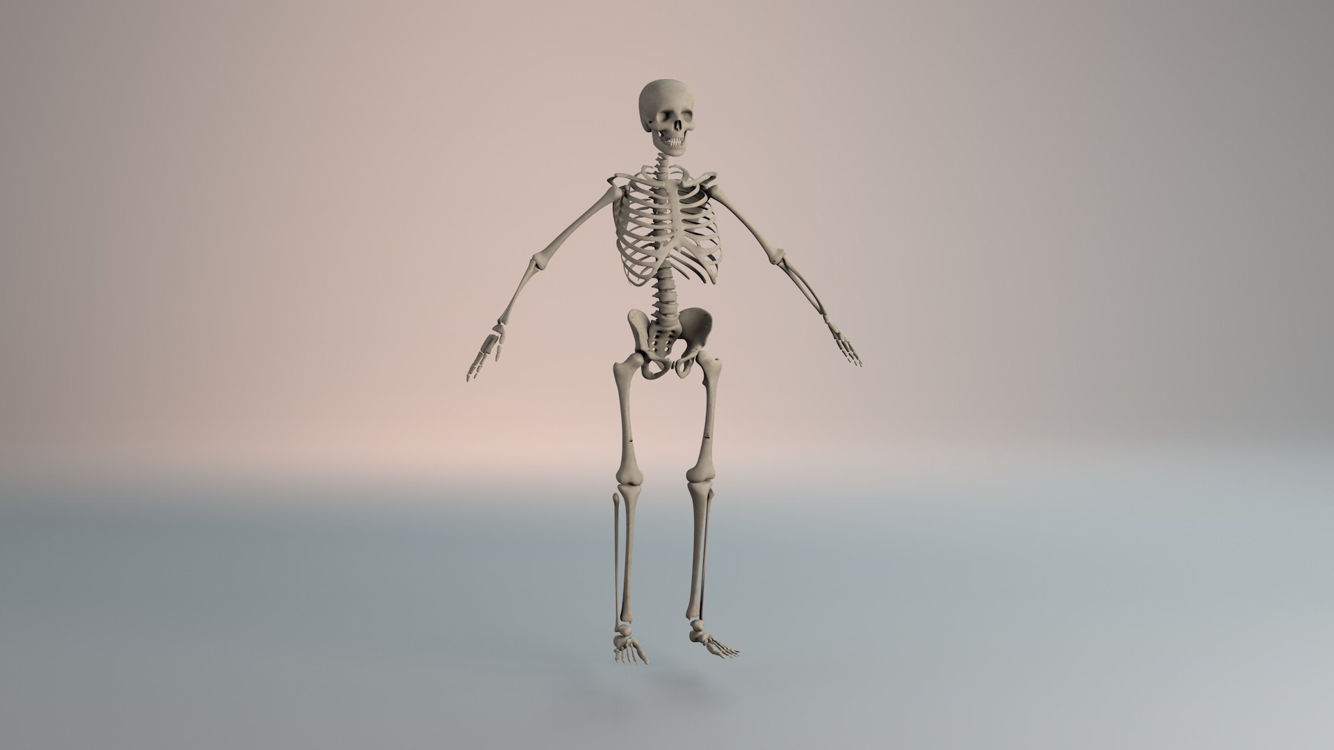 3D Human Skeleton Anatomy - TurboSquid 1746244