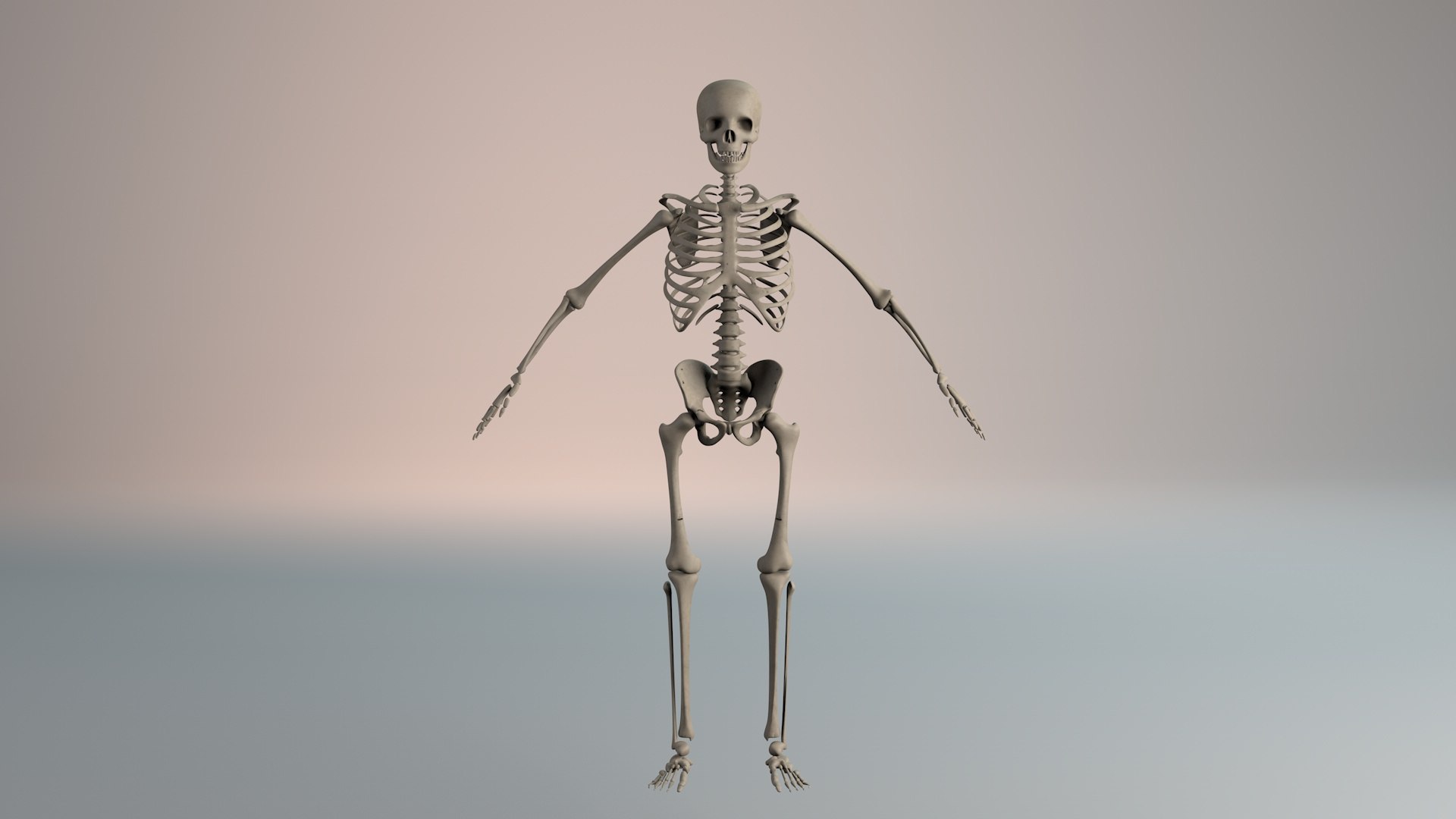 3D Human Skeleton Anatomy - TurboSquid 1746244